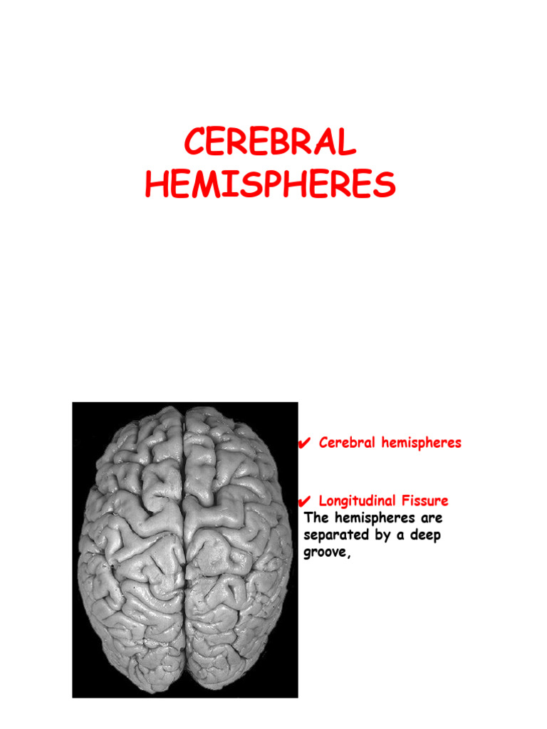 Brain Hemispheres | PDF | Cerebral Hemisphere | Cerebral Cortex