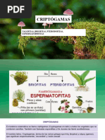 Ejemplos de Plantas Criptógamas | PDF | Plantas | Algas