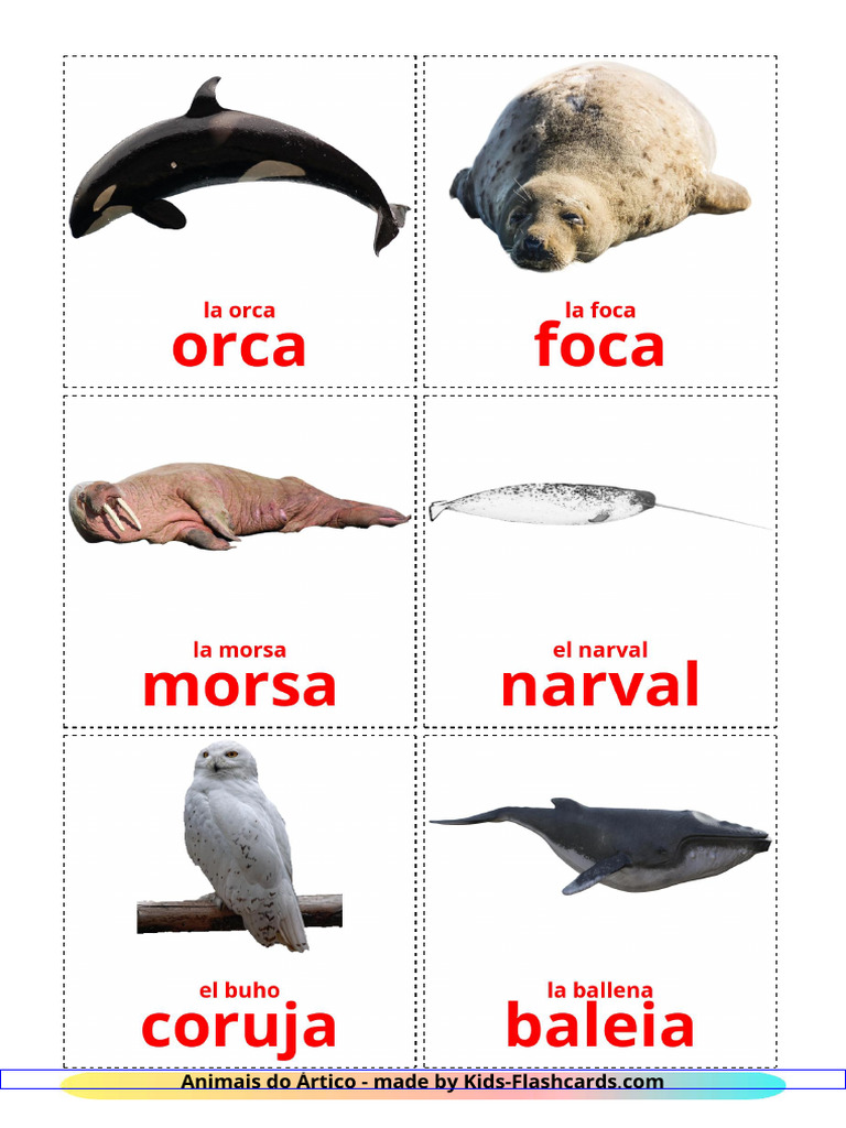 Arctic Animals Flashcards PT | PDF
