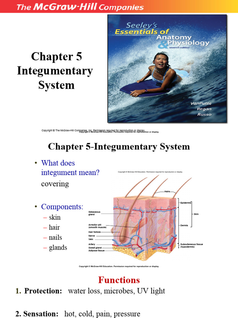 05 - 1 - Integumentary System | PDF | Skin | Integumentary System
