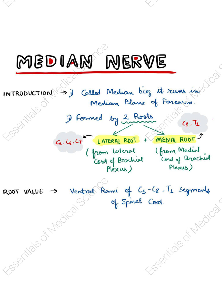 Median Nerve Anatomy UPPER LIMB | PDF