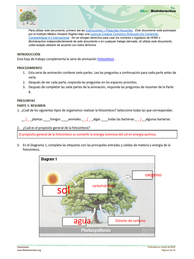 Hoja de Trabajo: Animación de Fotosíntesis | PDF | Fotosíntesis ...
