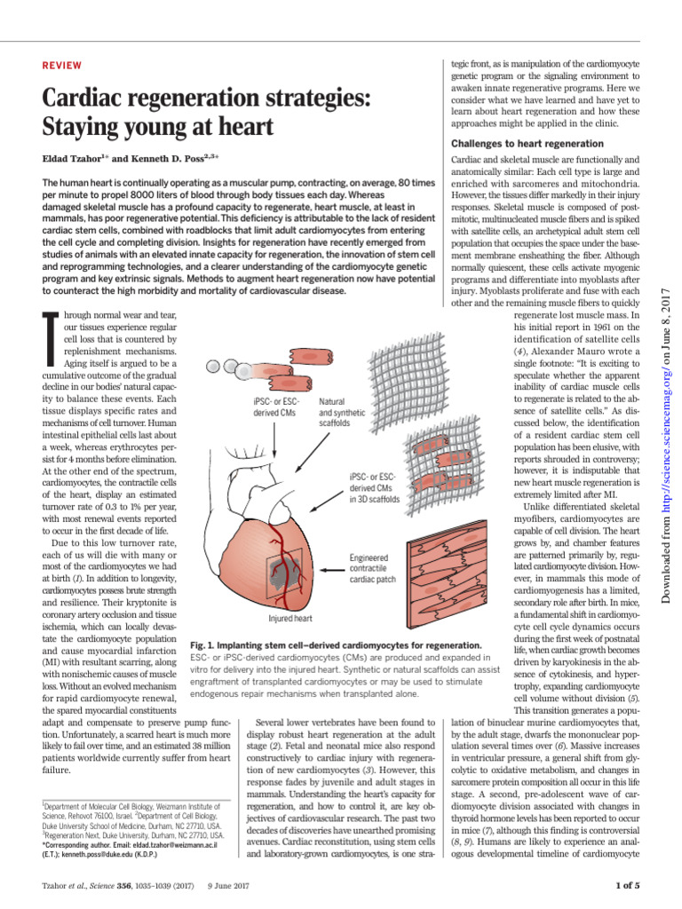 Cardiac Regeneration Strategies: Staying Young at Heart | PDF | Cardiac ...
