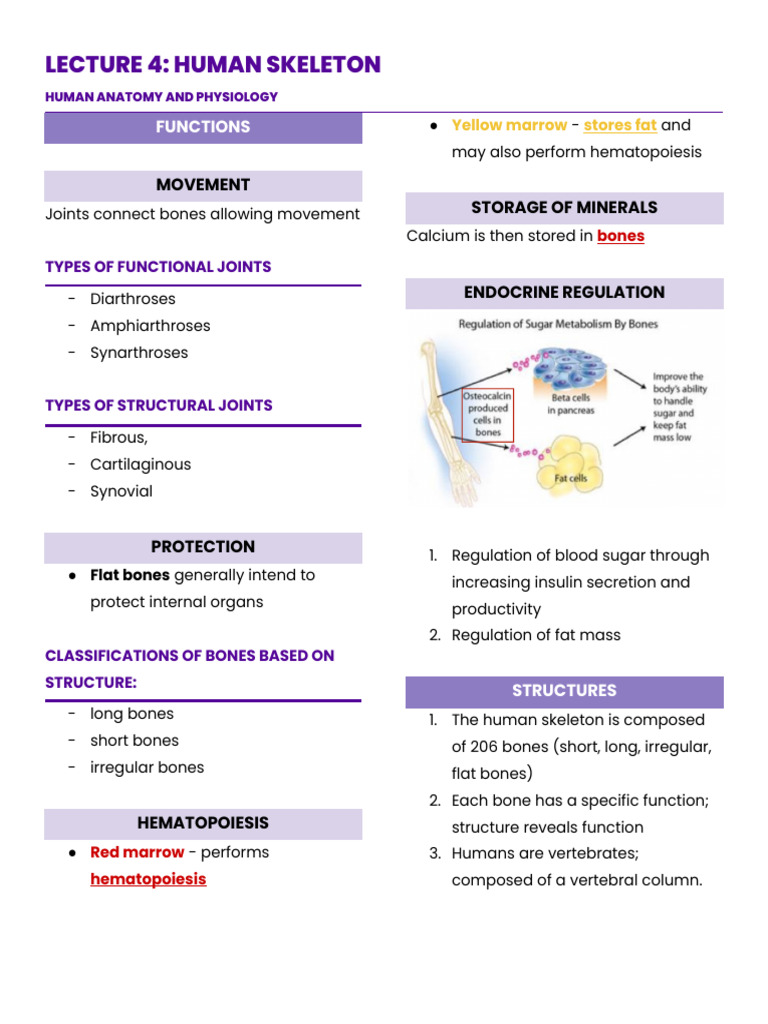Human Skeleton | PDF | Bone | Vertebra