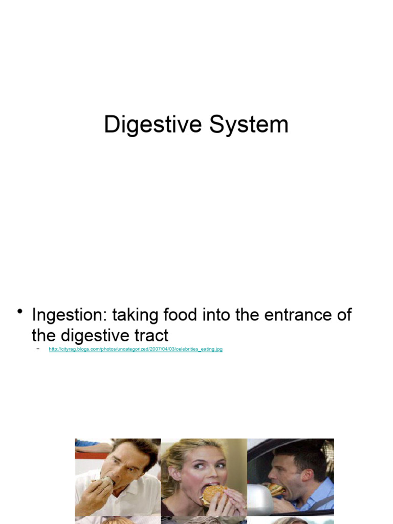 Comprehensive Digestive System Guide | PDF | Small Intestine | Stomach