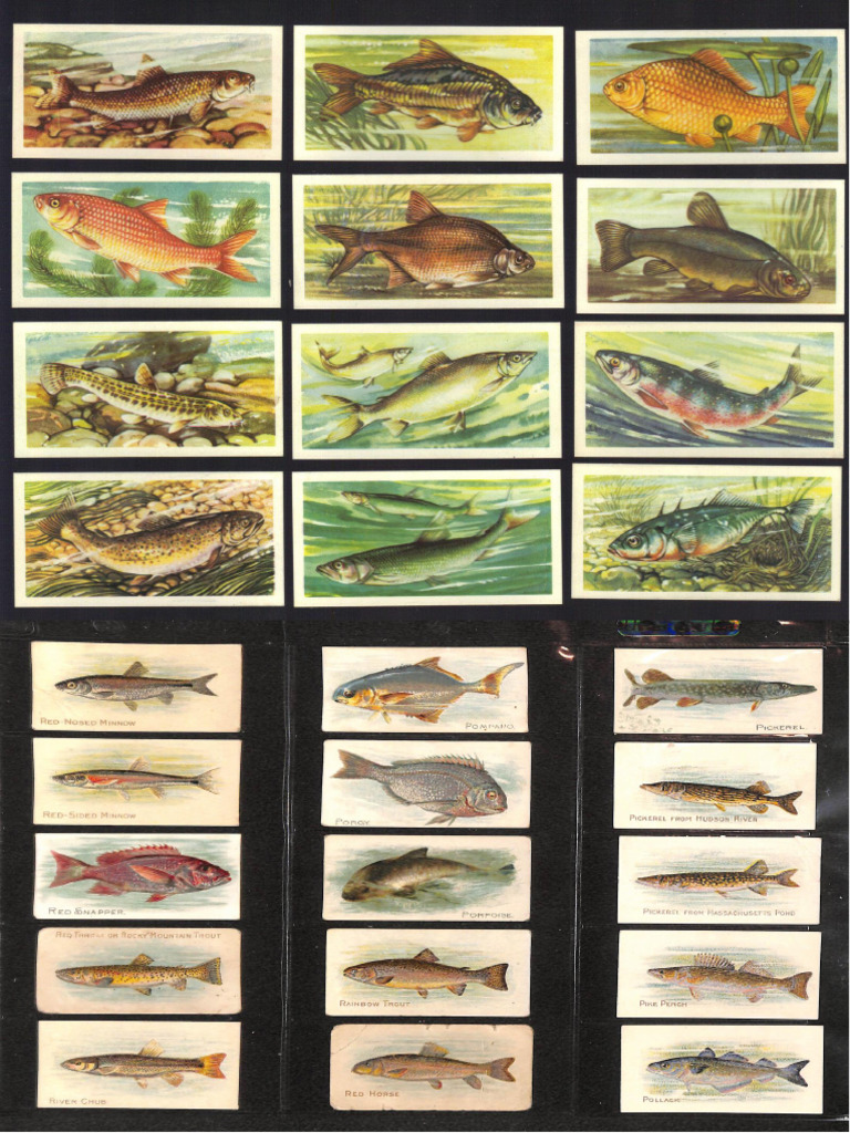 Pesces | PDF