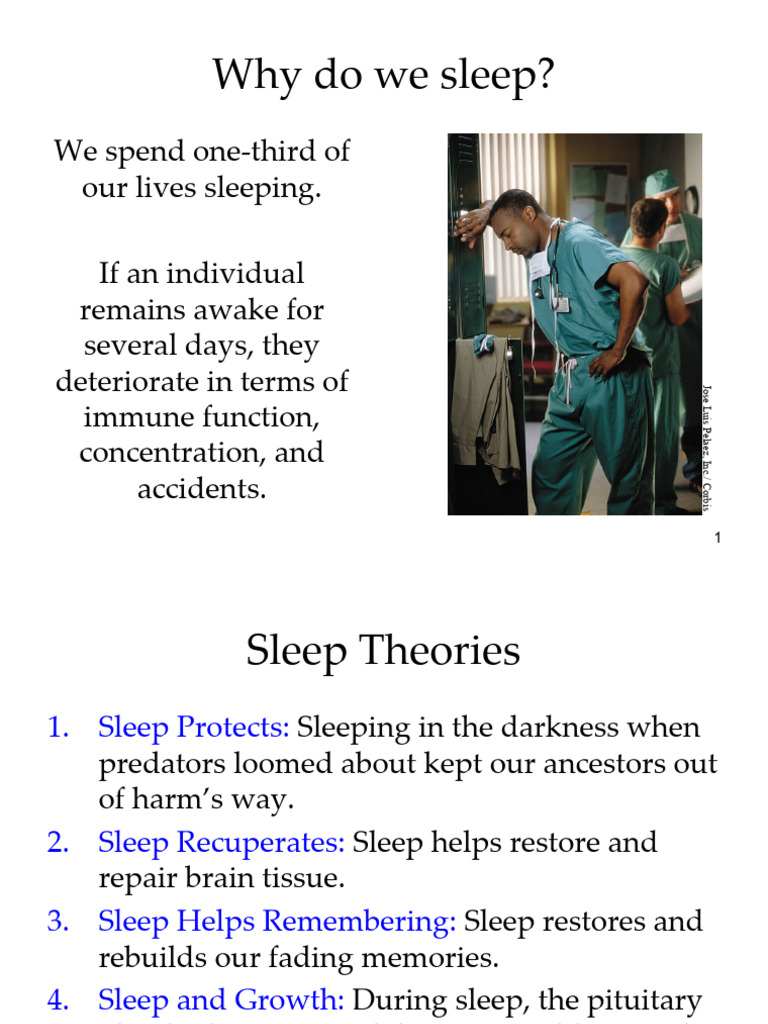 Understanding Sleep and Dreams | PDF | Sleep | Rapid Eye Movement Sleep