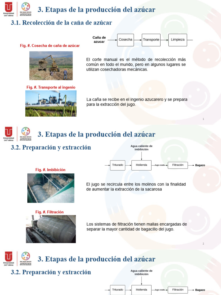 Etapas de Producción de Azúcar | PDF | Caña de azúcar | Azúcar