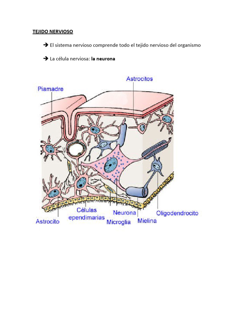 Estructura y Función del Tejido Nervioso | PDF | Sinapsis | Sistema ...