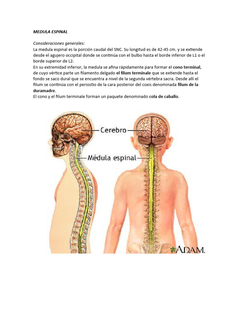 Anatomía y Funciones de la Médula Espinal | PDF | Médula espinal ...