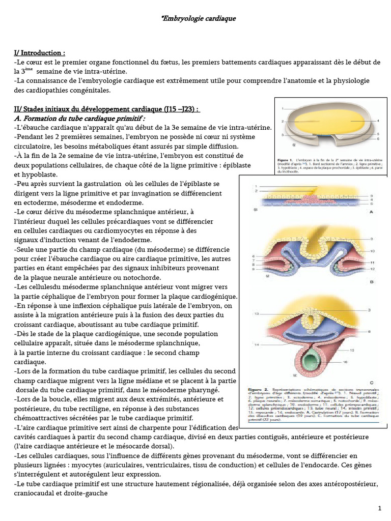 Embryologie du cœur et développement cardiaque | PDF | Cœur | Atrium ...
