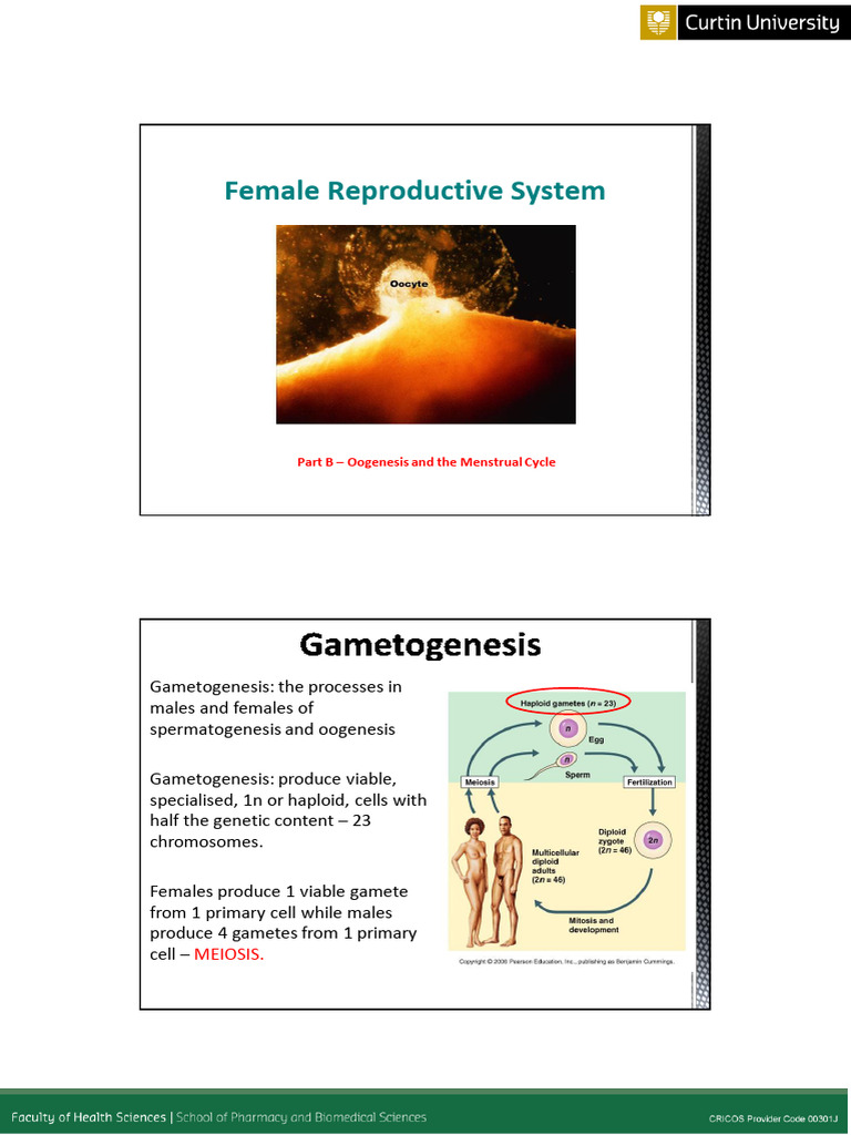 Female Reproductive System B | PDF | Menstrual Cycle | Luteinizing Hormone