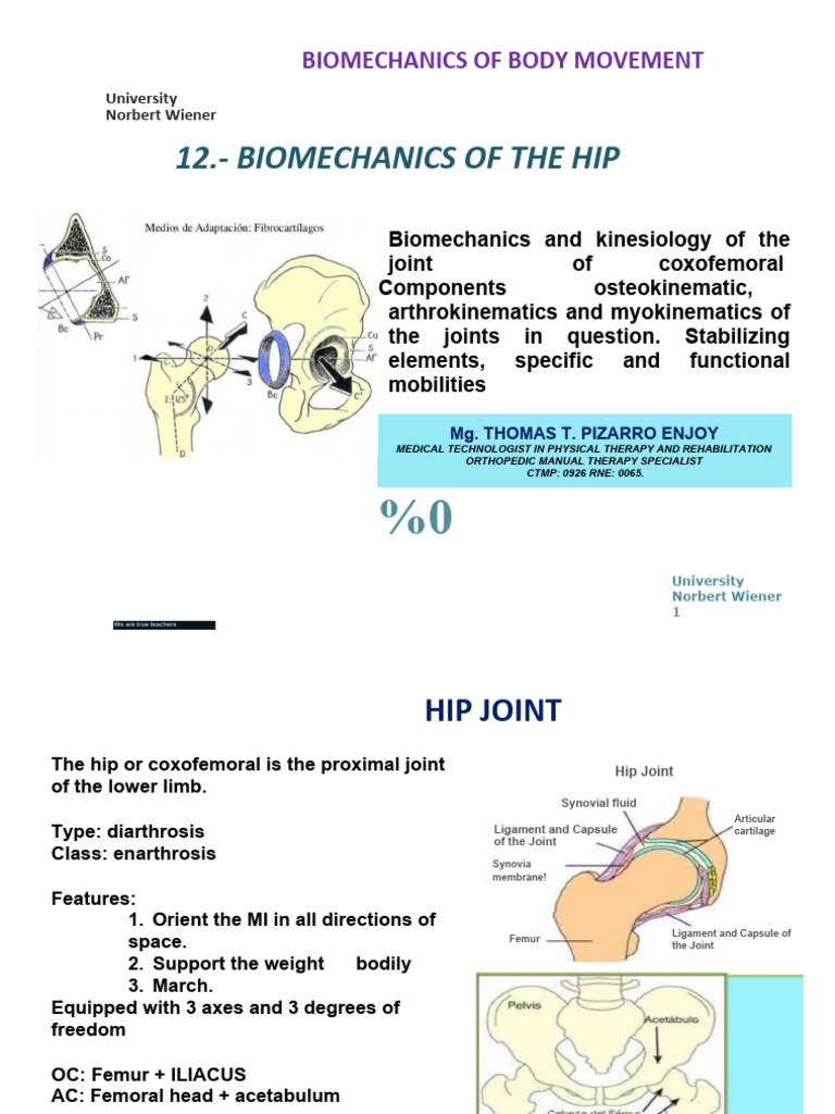 12 Hip Biomechanics | Download Free PDF | Hip | Anatomical Terms Of Motion