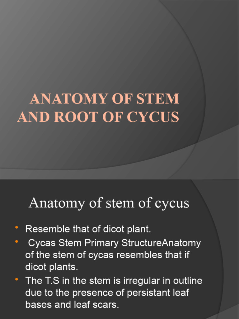Cycas Stem and Root Anatomy Guide | PDF | Plant Stem | Root