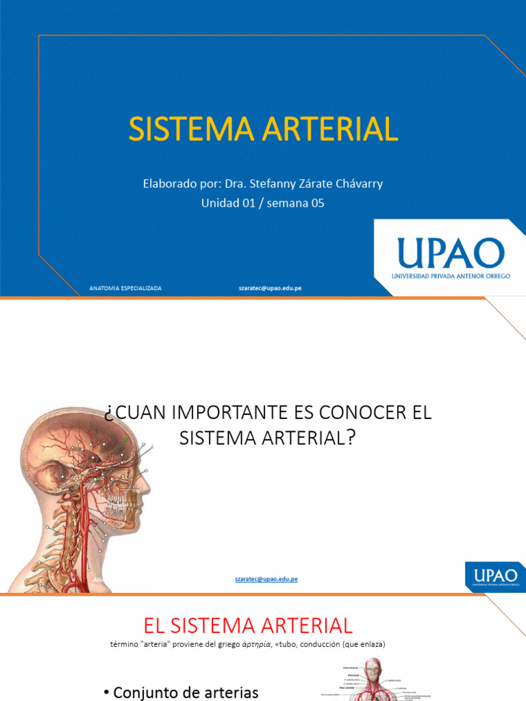 Anatomía del Sistema Arterial Humano | PDF | Aorta | Arteria carótida común