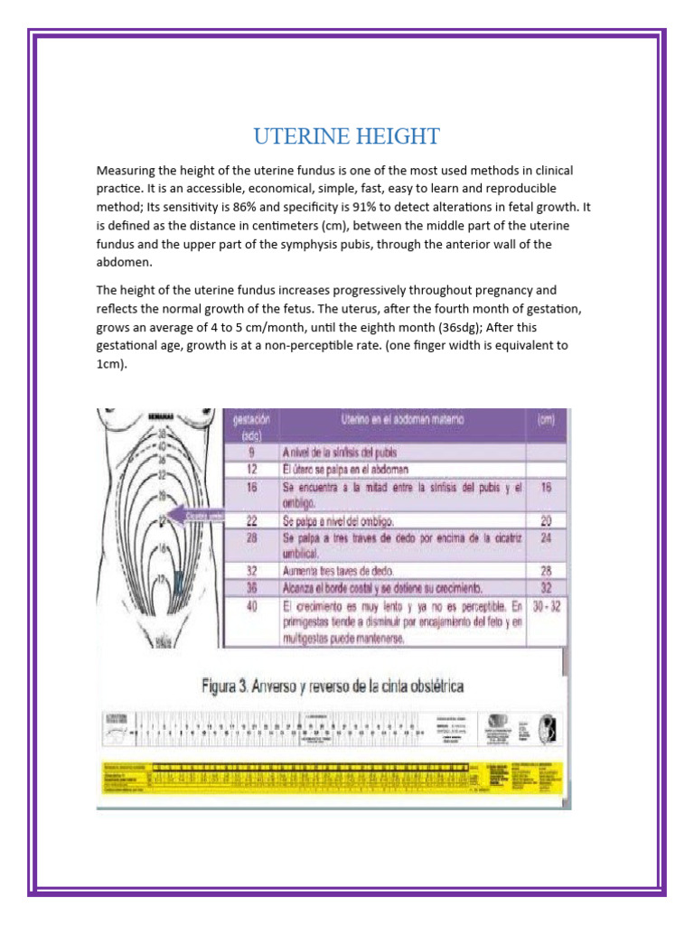 Liz Uterine Height | PDF | Pelvis | Uterus