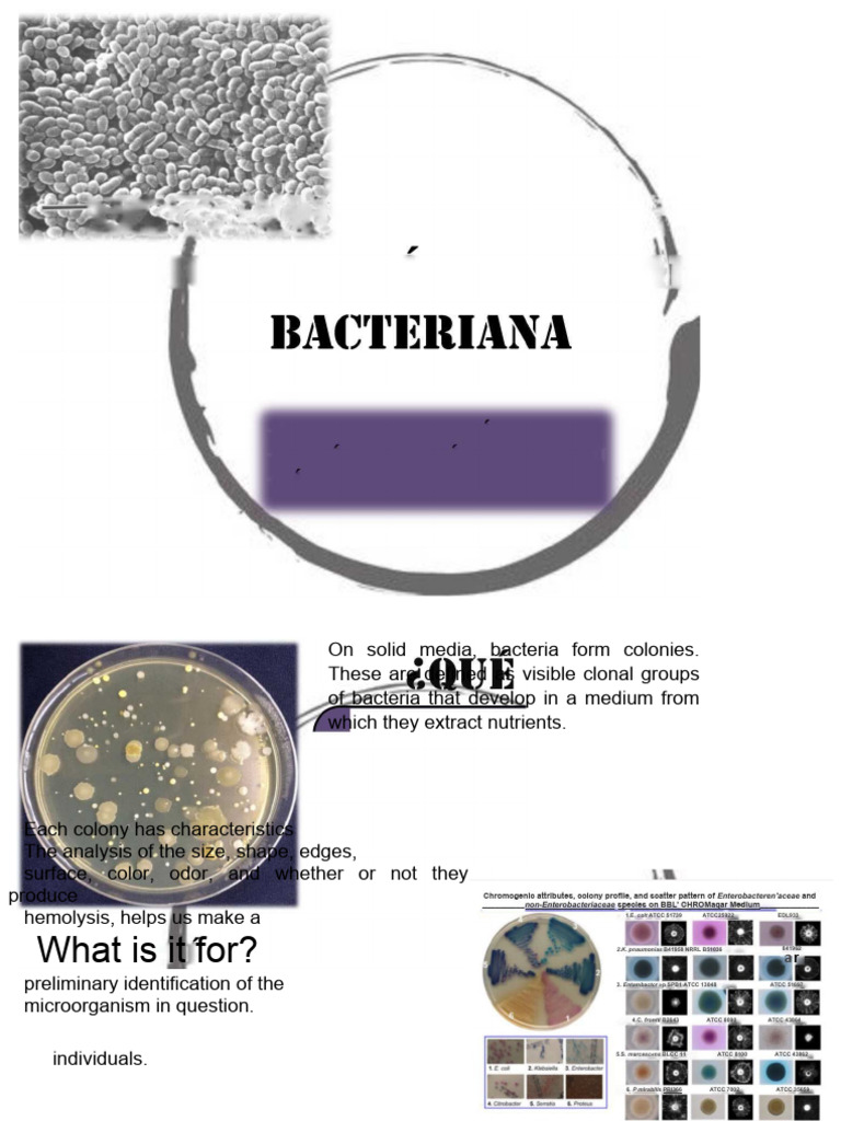 FINAL Bacterial Colonial Morphology - Eq - 5 | PDF | Biology | Organisms