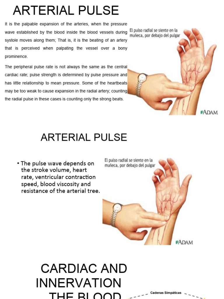 Arterial Pulse Care | PDF | Pulse | Heart