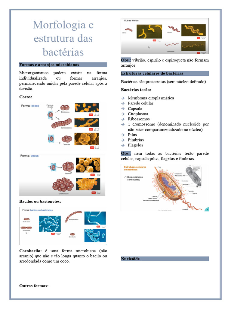 Morfologia e Estrutura Das Bactérias | PDF | Bactérias | Célula (Biologia)