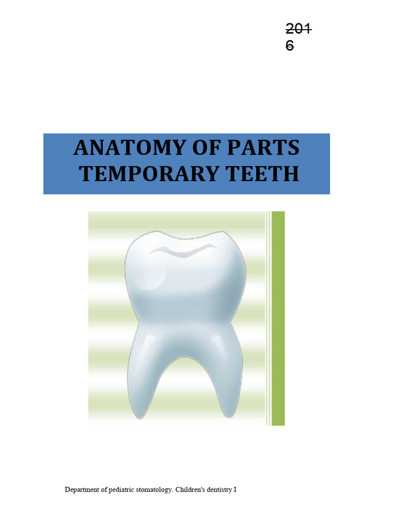 Anatomy of Primary Teeth | PDF | Dental Anatomy | Human Tooth