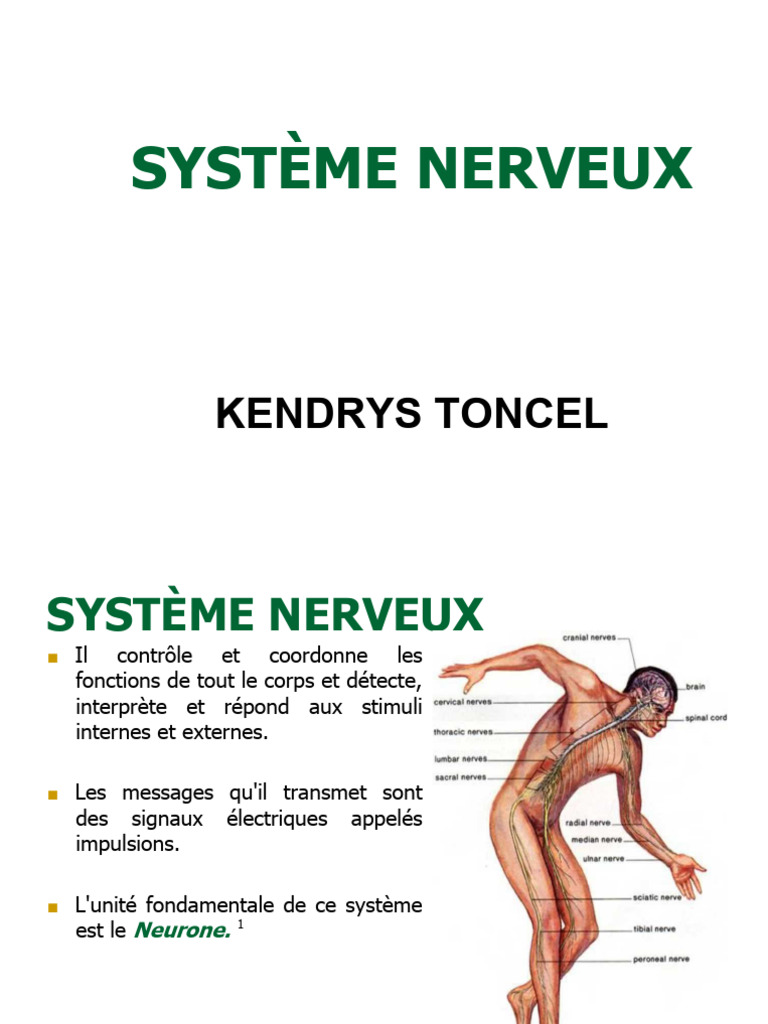 Diapositives Du Système Nerveux | PDF | Cerveau | Système nerveux