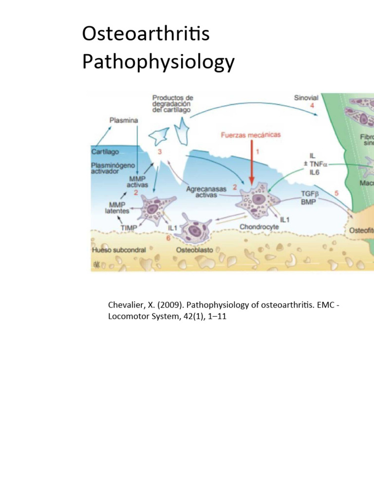 Osteoarthritis Pathophysiology | PDF | Osteoarthritis | Cartilage