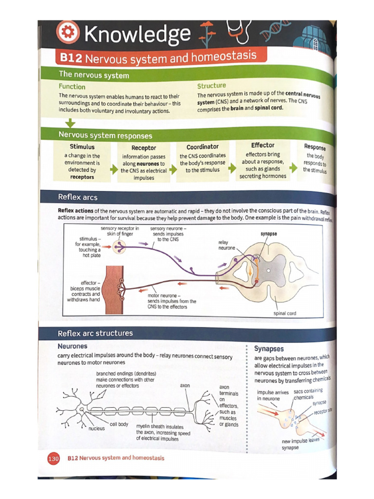 Nervous system and homeostasis Summary Sheet and Exampaper questions (2 ...