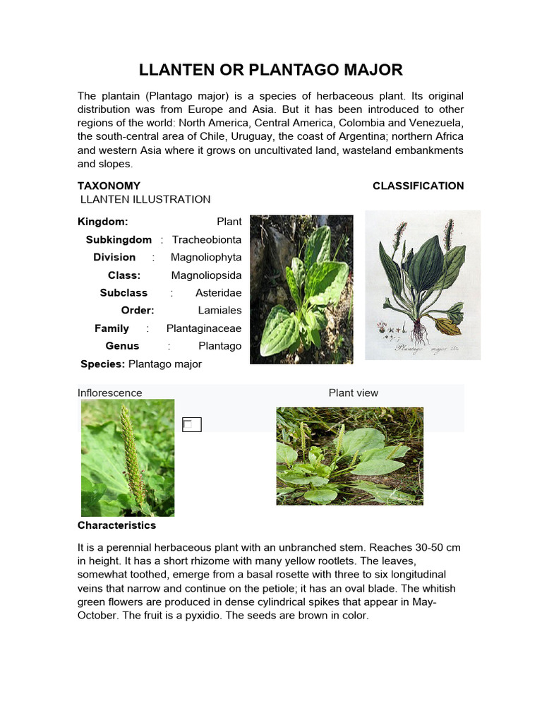 Botany | PDF | Plants | Botany