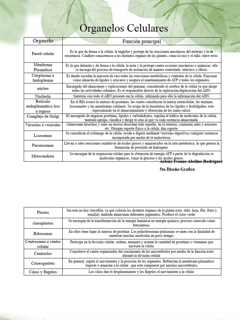 Organelos Celulares | PDF | Biología Celular) | Anatomía Celular