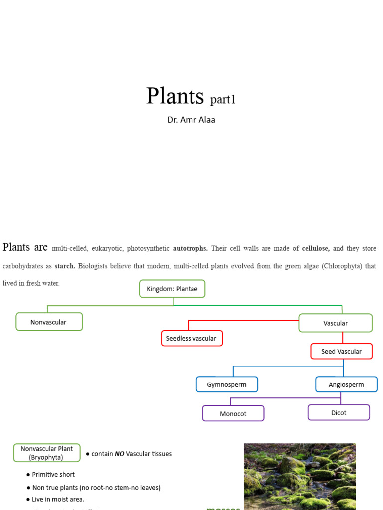 Plants | PDF | Sexual Reproduction | Tissue (Biology)