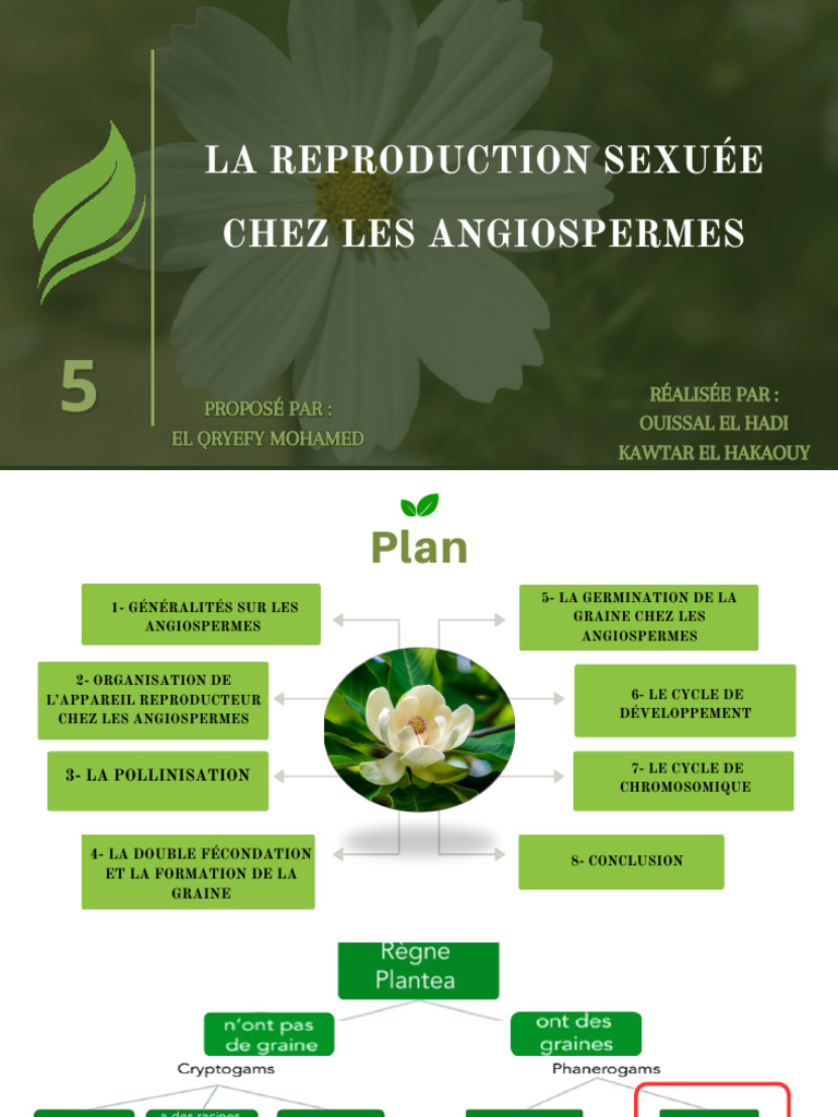 Reproduction sexuée des angiospermes | PDF | Pollinisation | Graine