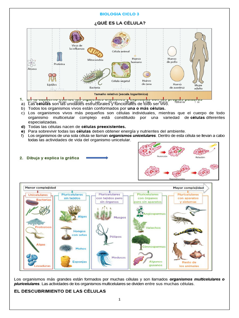 Biologia Ciclo 3 Periodo 1 | PDF | Citoplasma | Biología Celular)