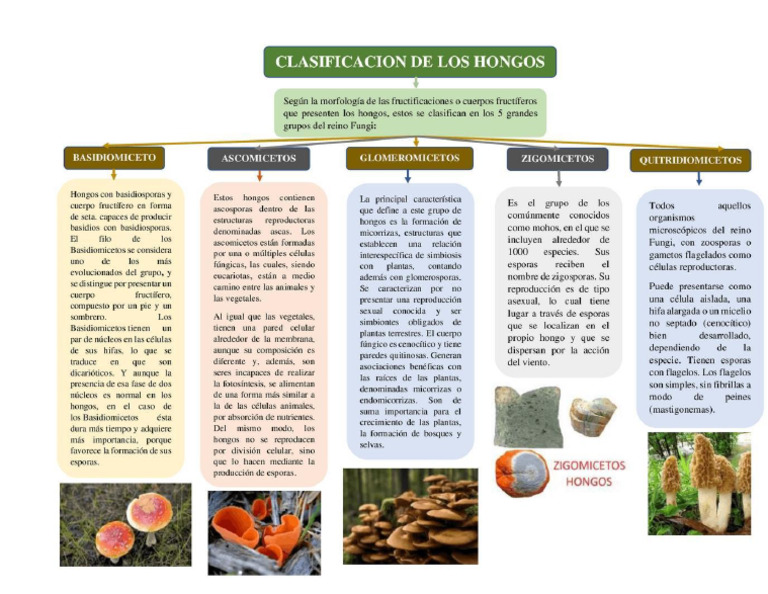 Clasificacion de Los Hongos. | PDF