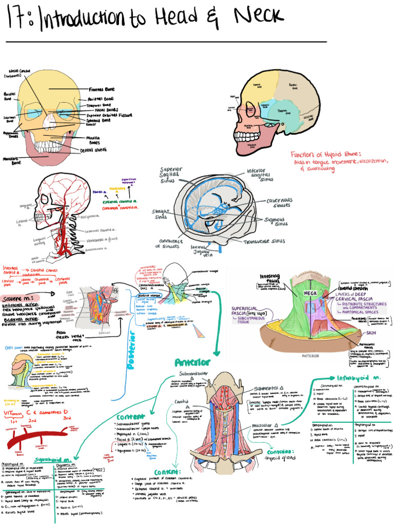 Anatomy Drawings For Head Neck and Brain | PDF | Human Head And Neck | Neuroanatomy