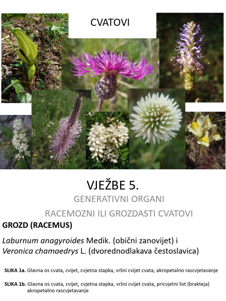 5 Vjezbe-Morfologija Biljaka 2023 | PDF