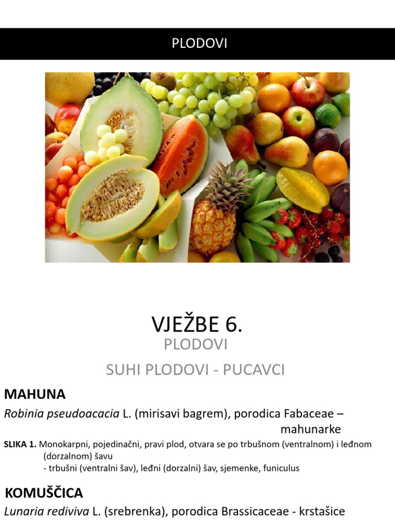 6 Vjezbe-Morfologija Biljaka 2023 | PDF