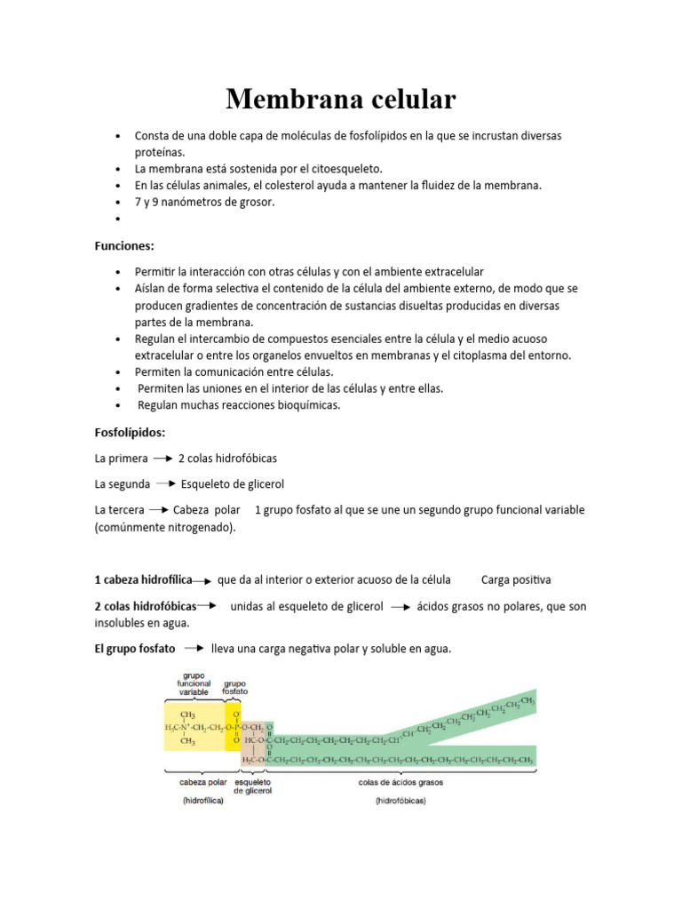 1.4. Membrana Celular y Sus Funciones. | PDF | Membrana celular | Bicapa lipídica