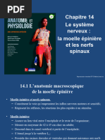 Anatomie de la Moelle Spinale | PDF | Moelle épinière | Nerf