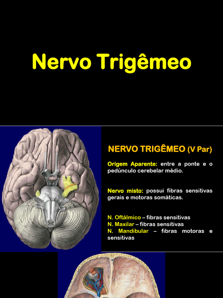Nervo Trigêmeo UNIP | PDF | Sistema nervoso | Anatomia
