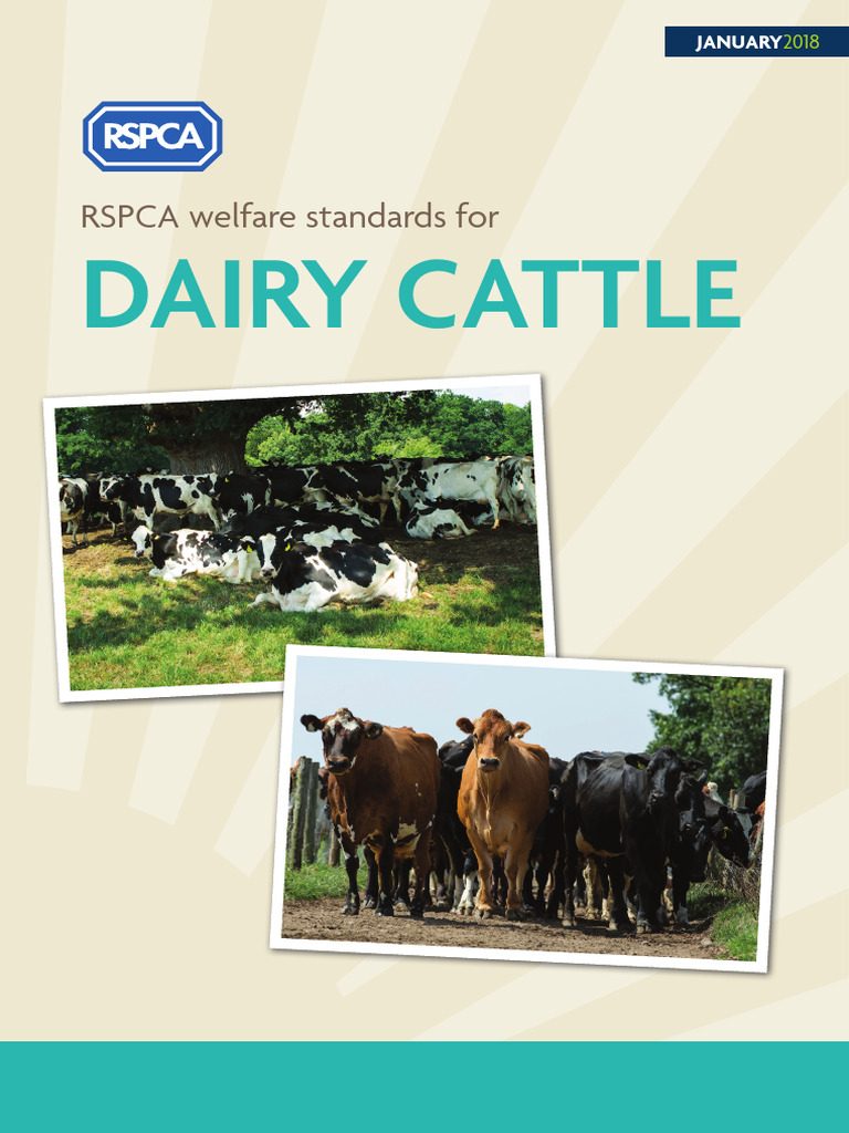 RSPCA Welfare Standards For Dairy Cattle (PDF 7.76MB) | PDF | Animal ...