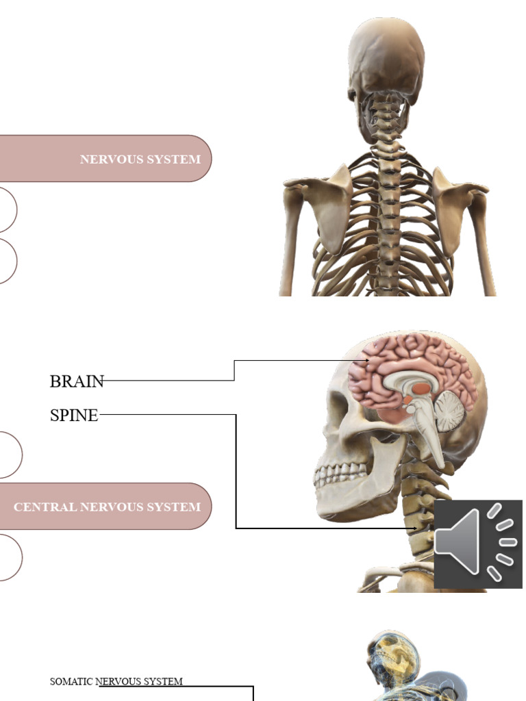 Biopsychology Nervous System | PDF | Striatum | Basal Ganglia