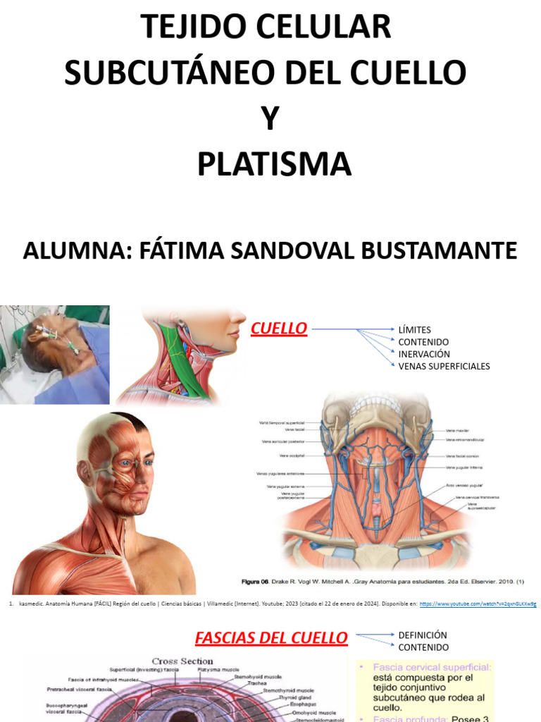Fascia Superficial Del Cuello y Platisma - Anatomía | PDF | Morfología ...