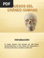Tipos de Craneo | PDF
