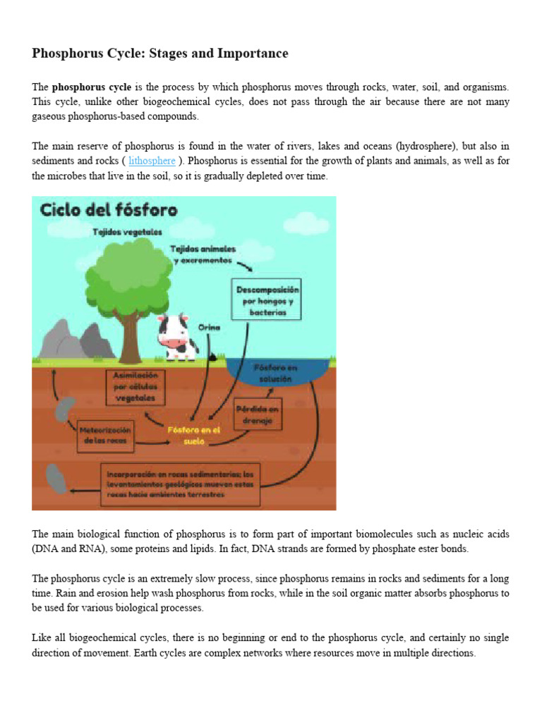 Phosphorus Cycle | PDF | Phosphorus | Soil