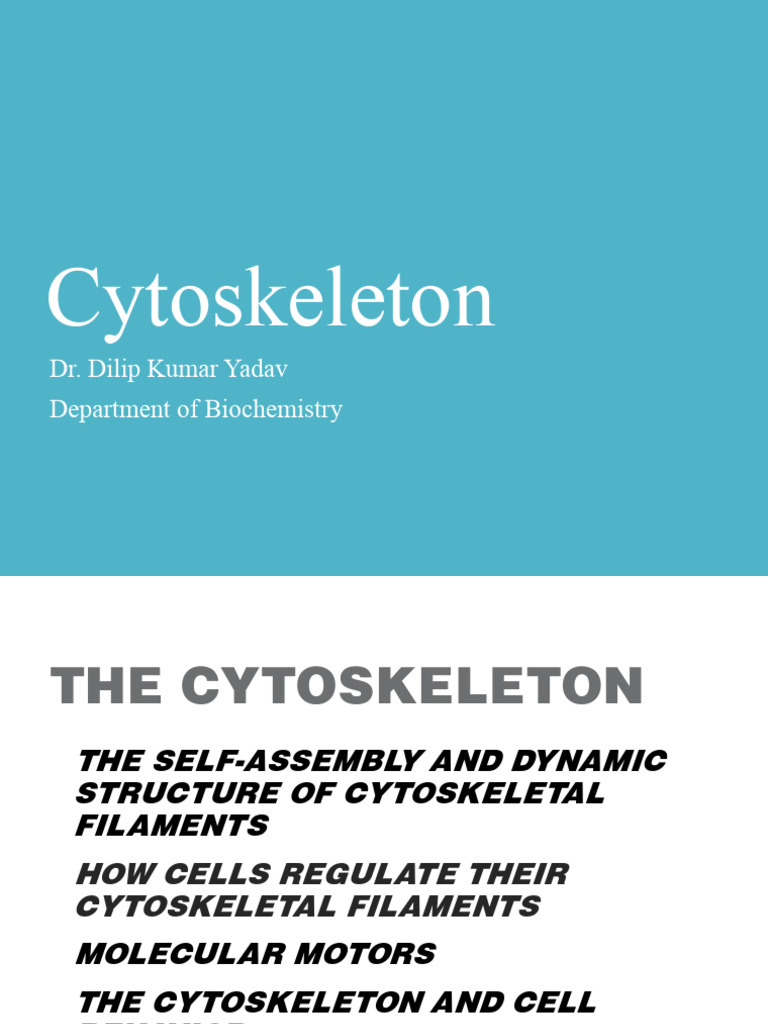 Cytoskeleton Final Pdf Cytoskeleton Microtubule