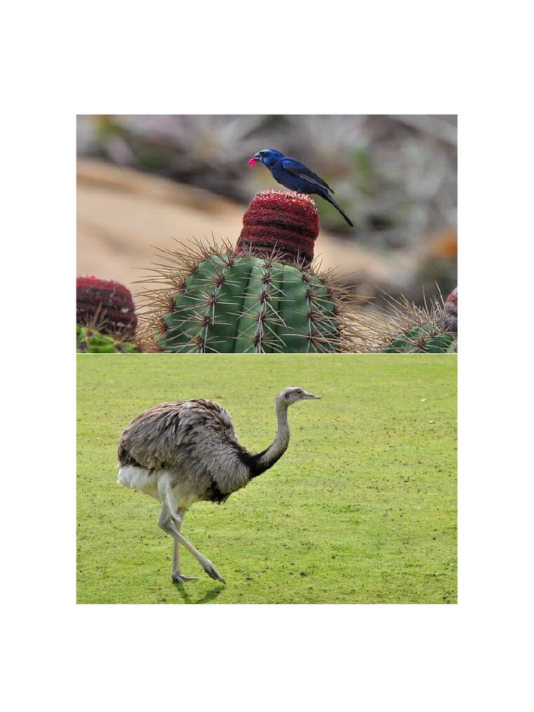 Trabalho Luana | PDF