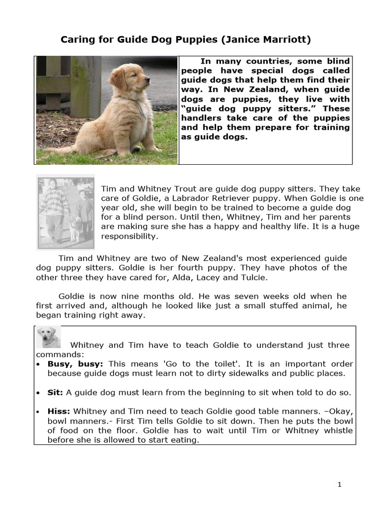 "The Care of Guide Dog Puppies" 4 EP-Expository Text | PDF | Knowledge ...