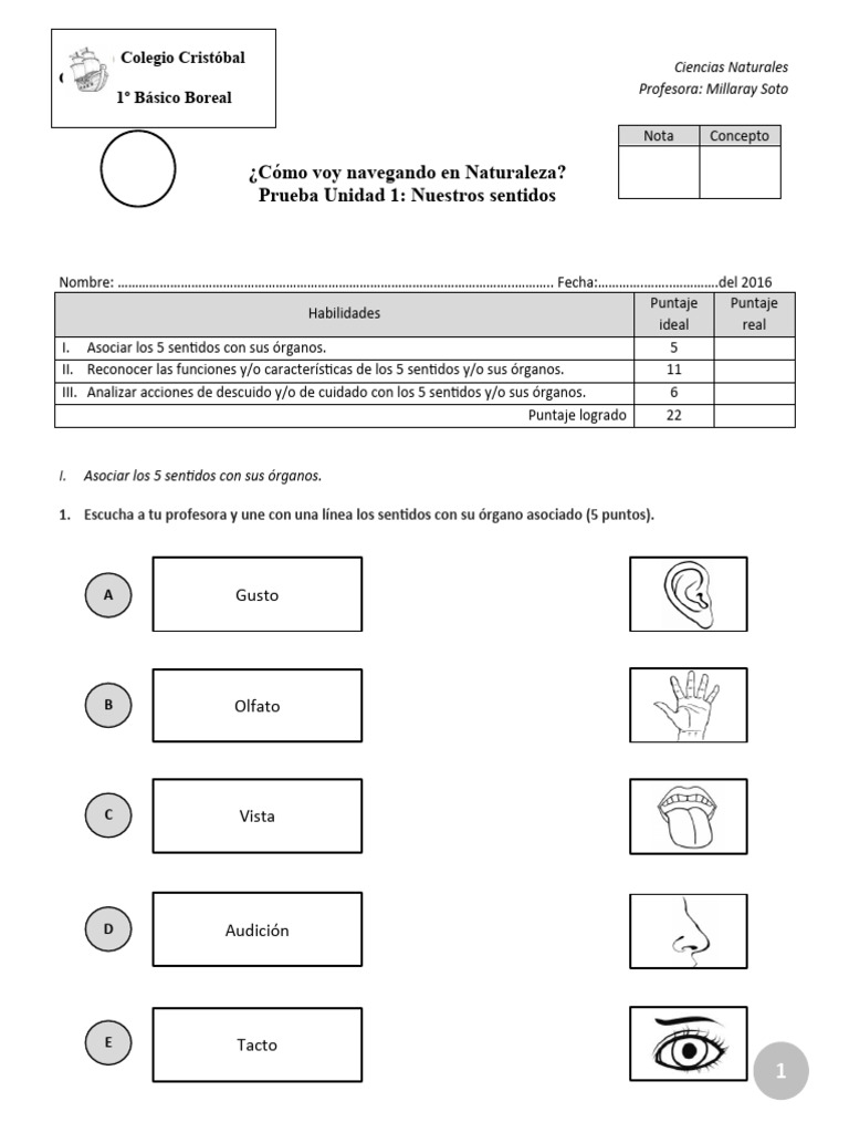 Evaluación de los 5 Sentidos en 1º Básico | PDF | Sentidos | Percepción