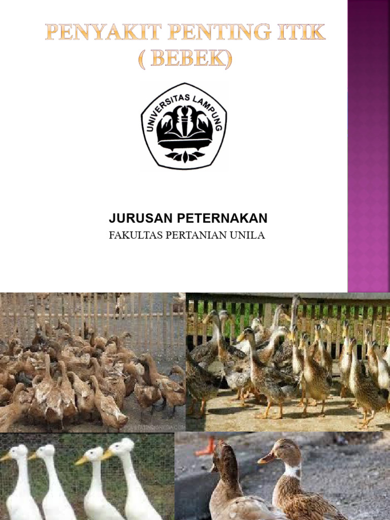 Penyakit Penting Itik | PDF