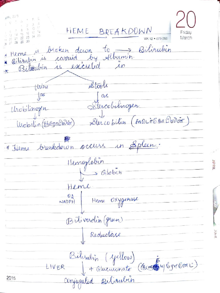 Heme Breakdown | PDF